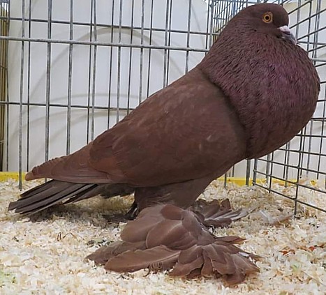 Eerste shows 2022 – 2023 – Hollandse Kropper Club