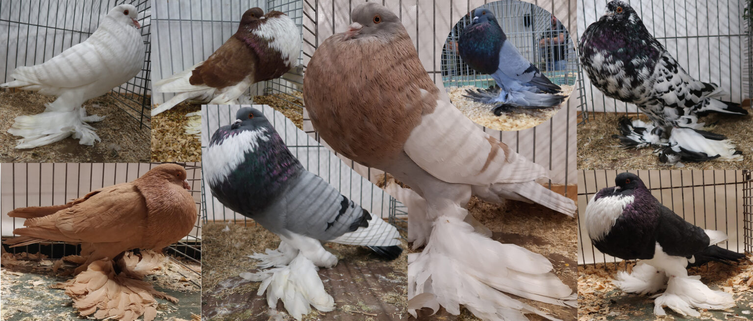 De Hollandse Kropper – Hollandse Kropper Club