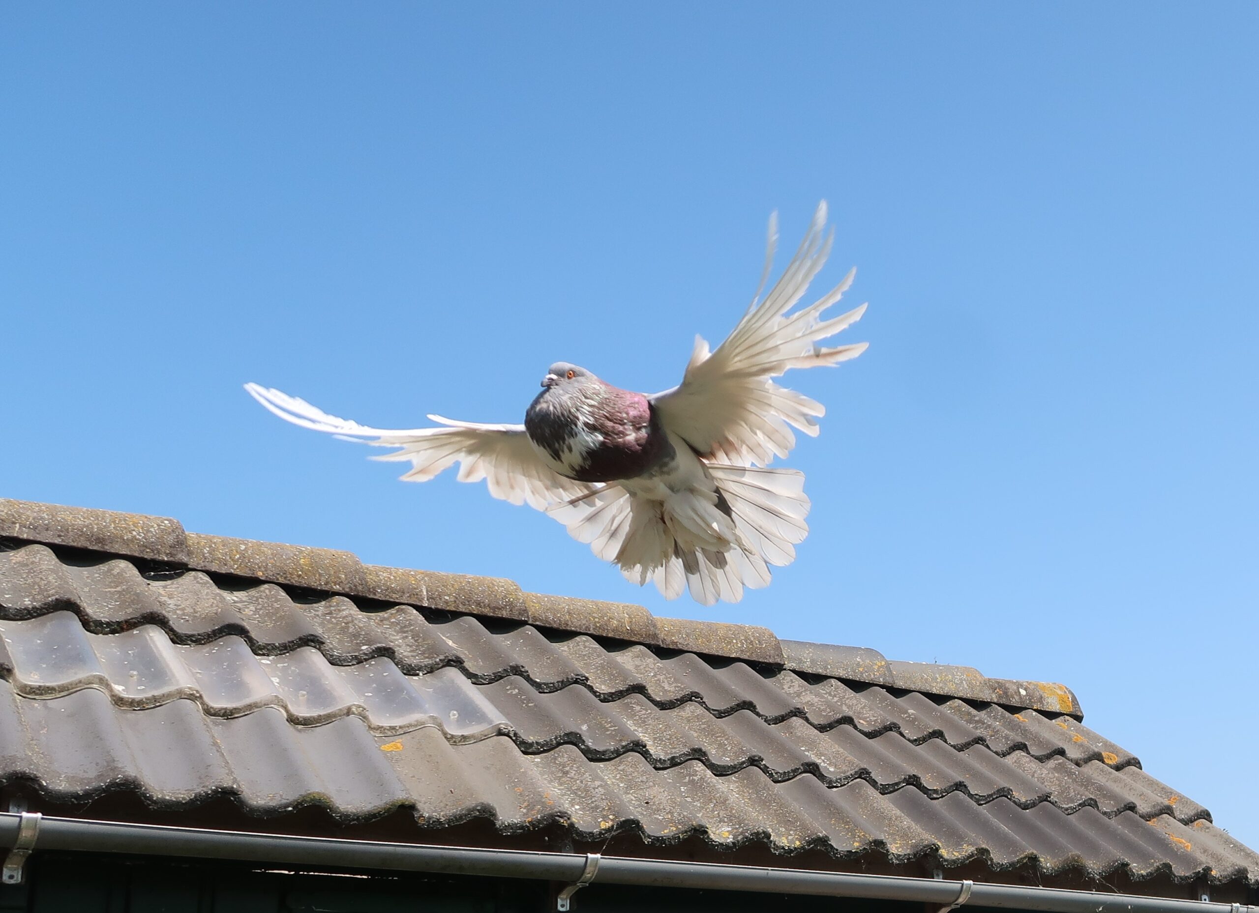 Nieuws – Hollandse Kropper Club